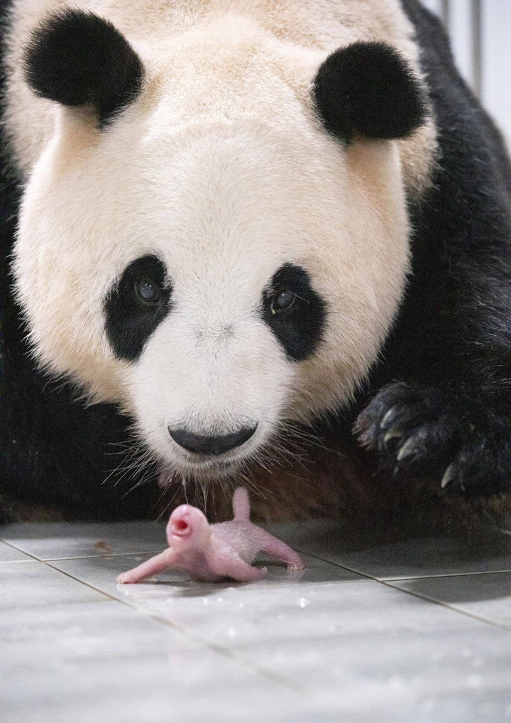 푸바오 동생 생겼네 에버랜드 국내 최초 쌍둥이 아기 판다 탄생 뉴시스pic 공감언론 뉴시스